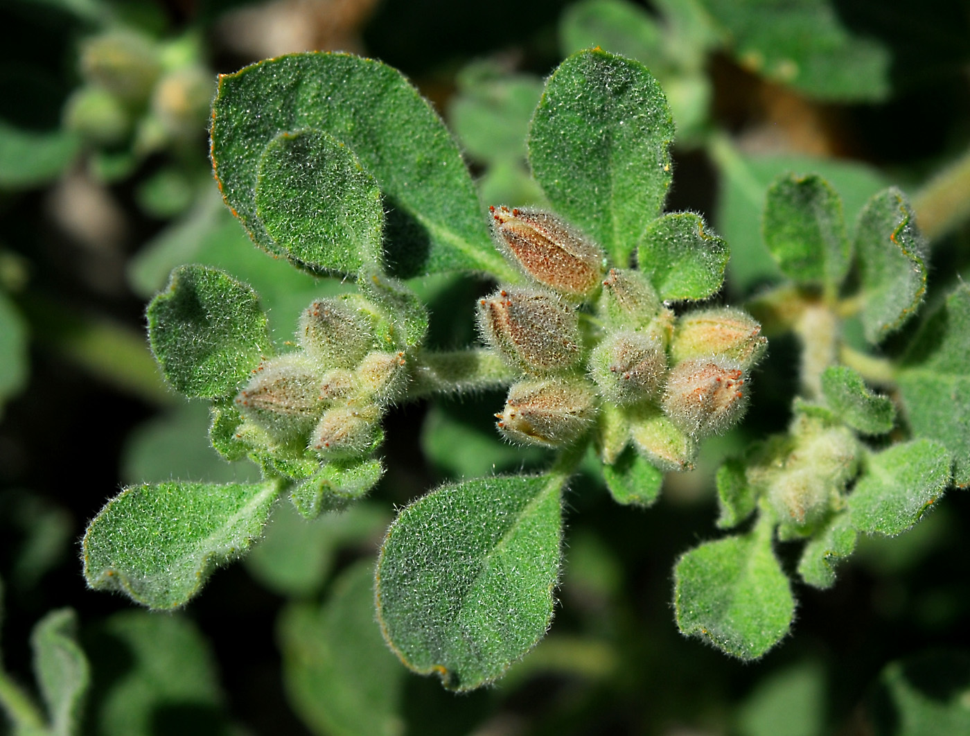 Glinus lotoides | Flora of Cyprus — a dynamic checklist