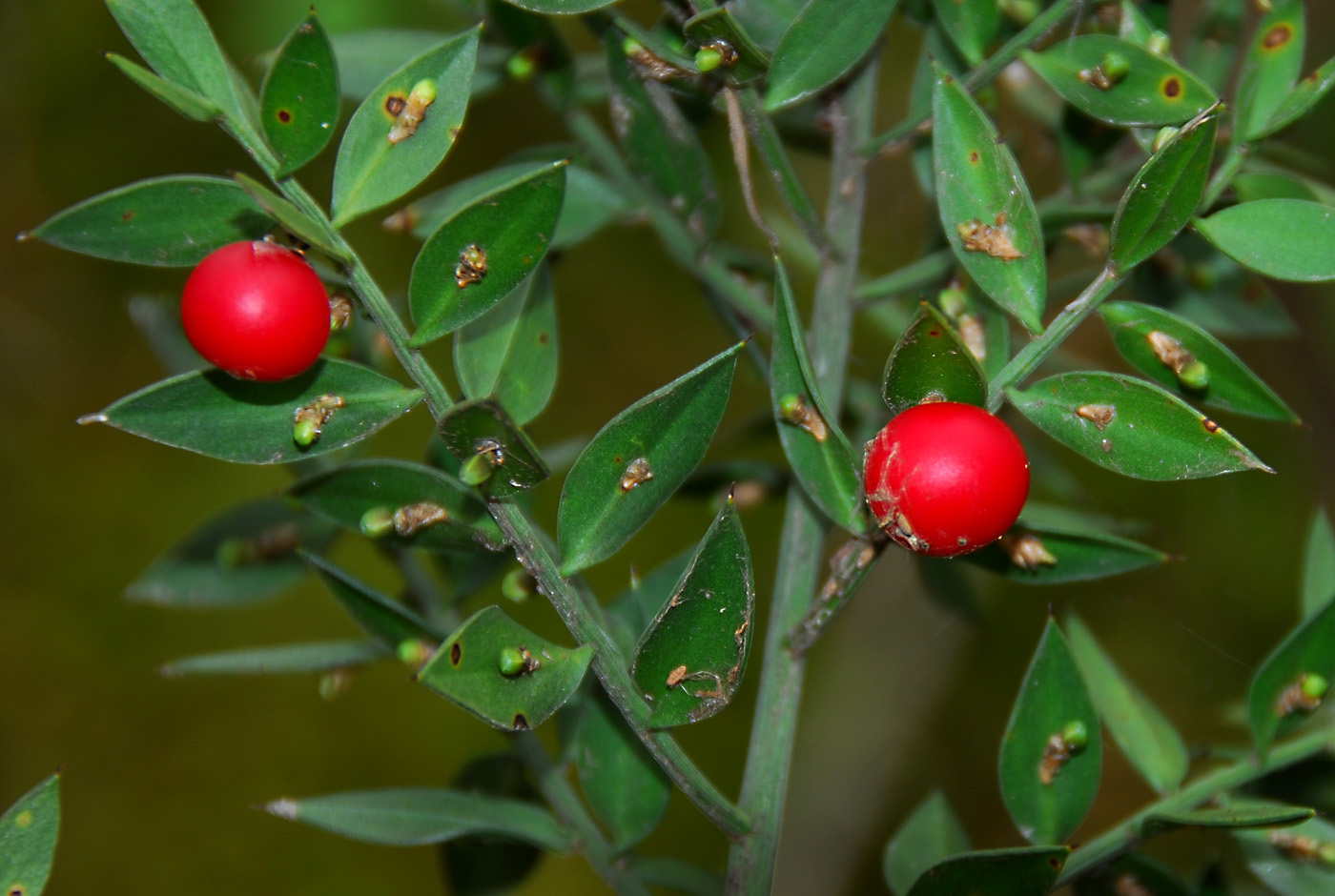 Ruscus aculeatus | Flora of Cyprus — a dynamic checklist